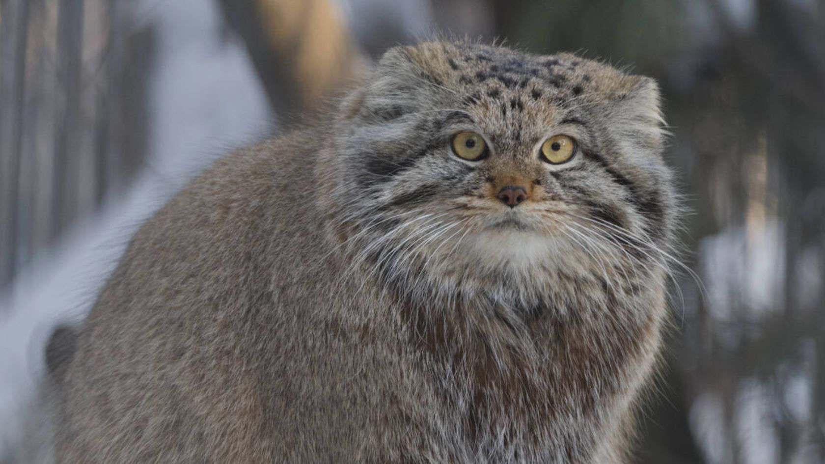 Rare Furry Cats Discovered Among the Peaks of Mount Everest