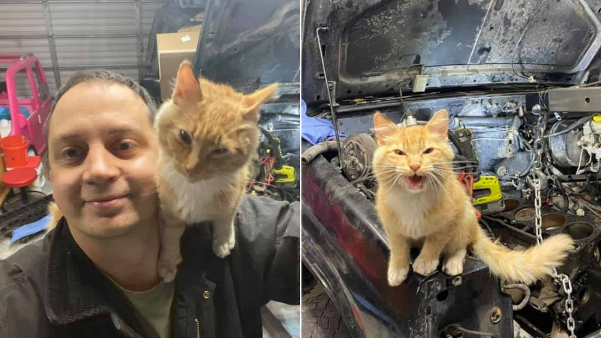 The Stray Cat Who Walked Into Steve’s Garage And Changed His Life