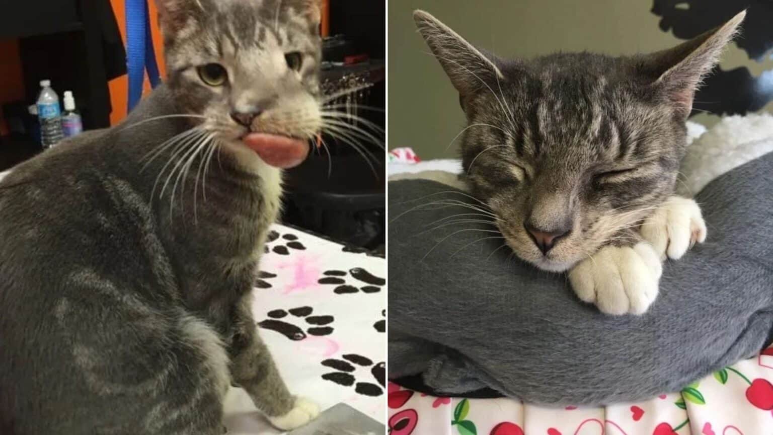 Keta the Brave Cat Who Survived Against All Odds and Found Love