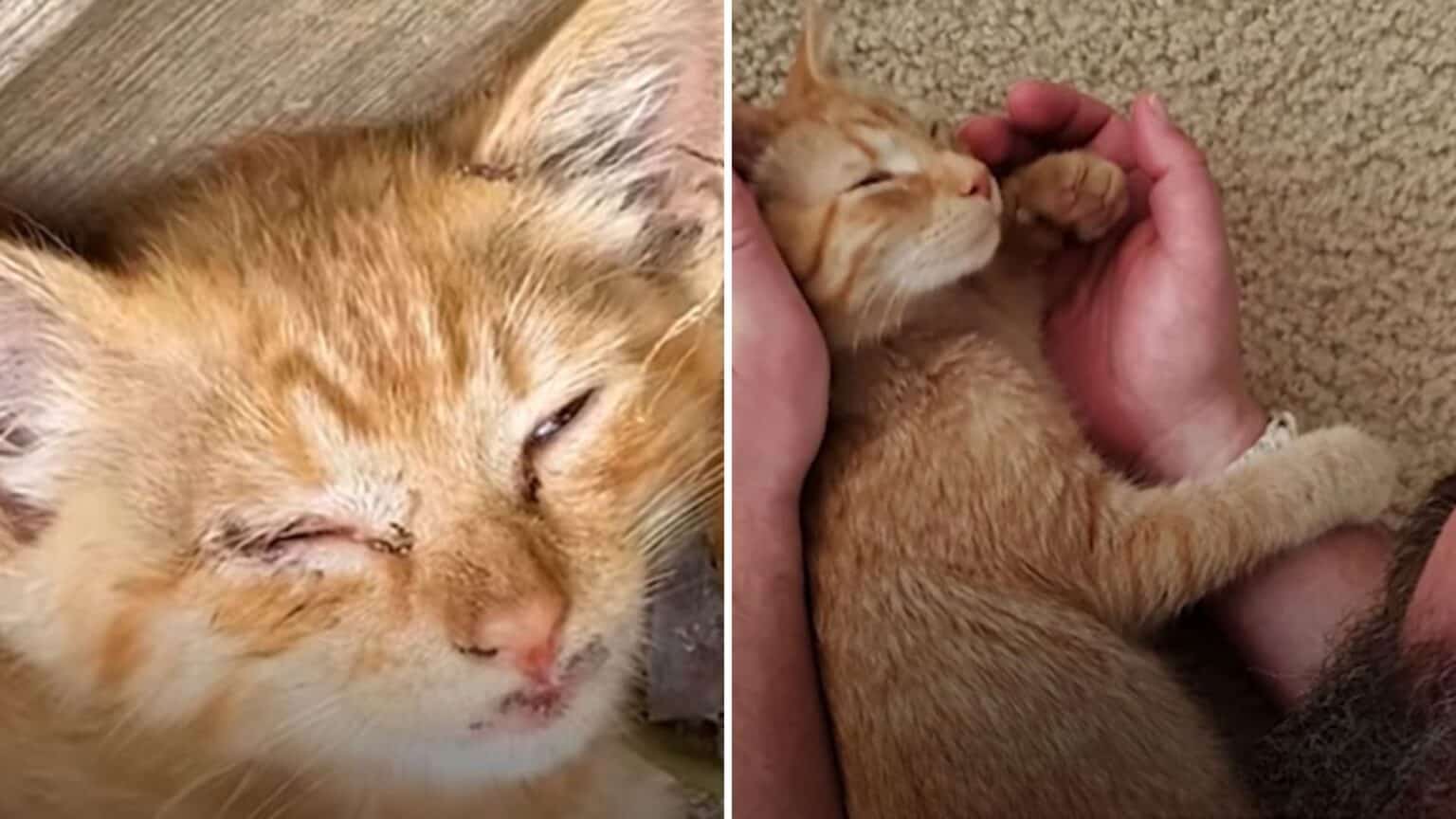A Forgotten Backyard Kitten Finds Love After a Life of Hardship