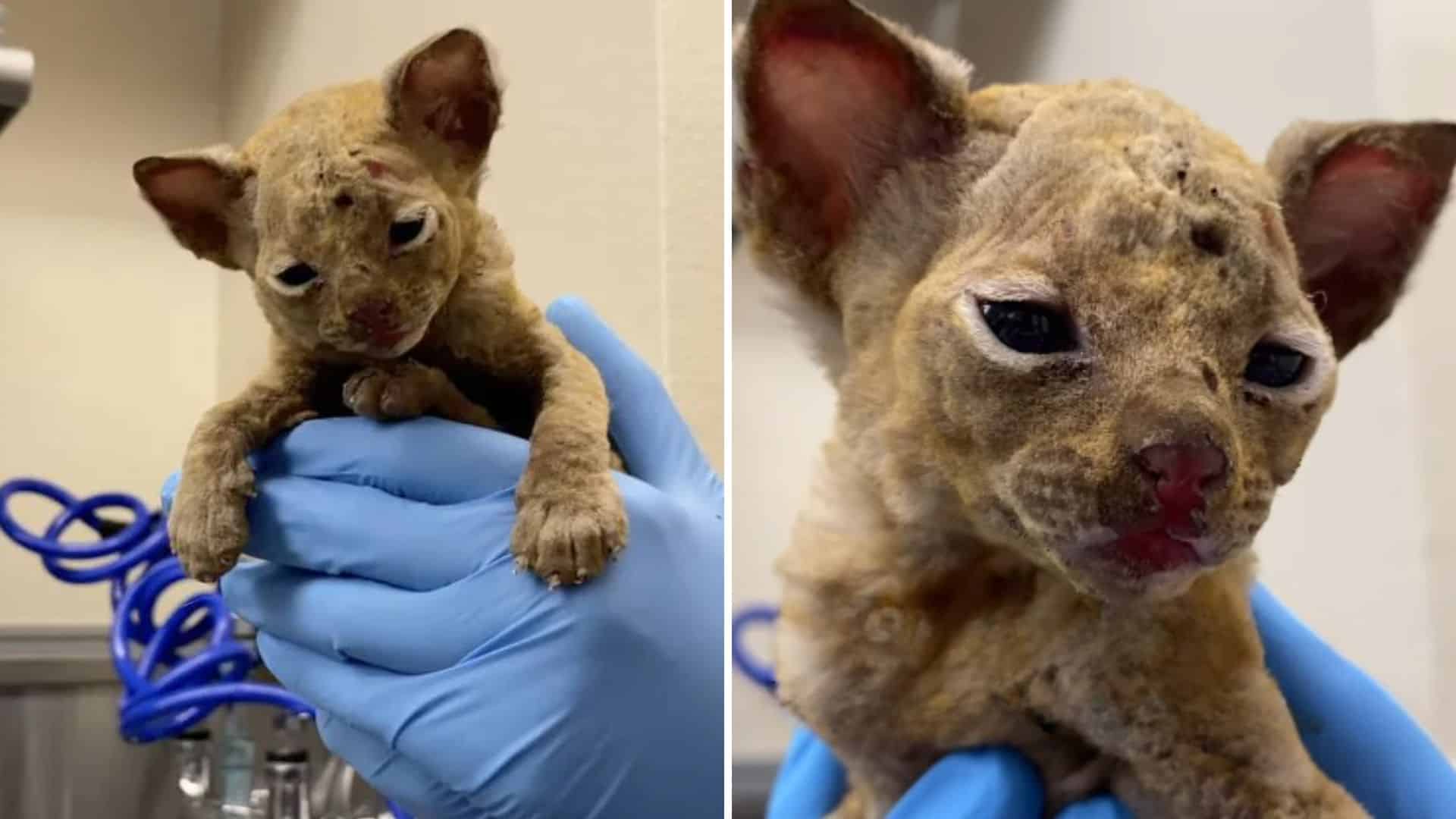 Tiny Kitten Survives Fire and Begins a Brave Journey to Healing
