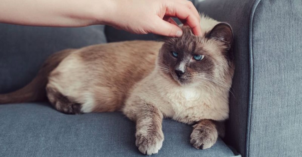 Is Your Cat Ignoring You Today? Here’s What May Be Going On Behind ...