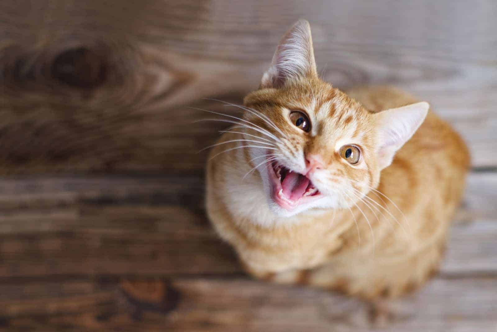 Why Your Cat Keeps Meowing And Rubbing Against Everything