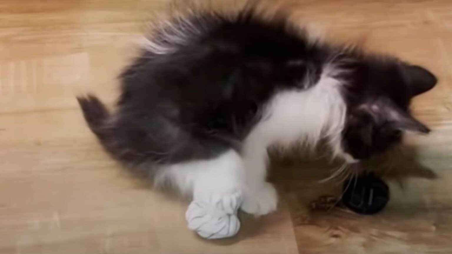 Tiny Kitten Born Without Back Legs Fights For Love And Finds His ...