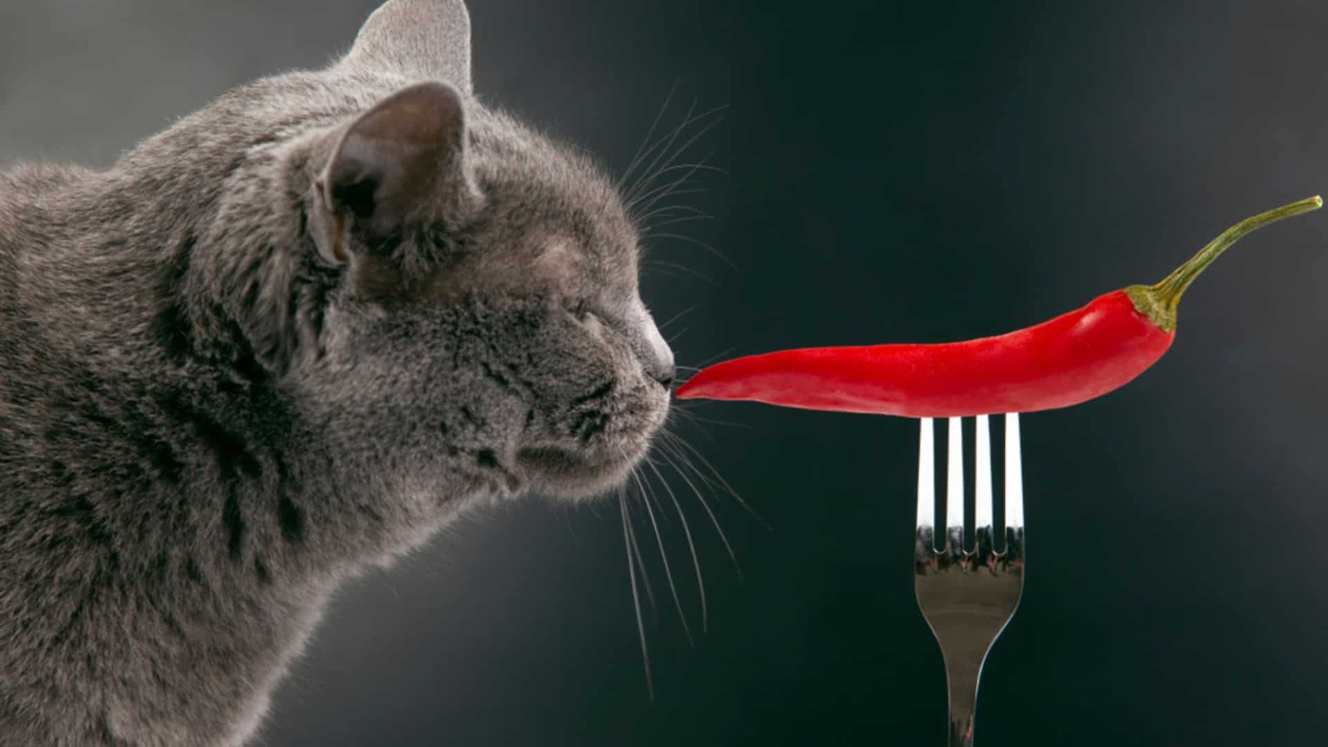 What Cat Owners Should Know About Cats and Spicy Food