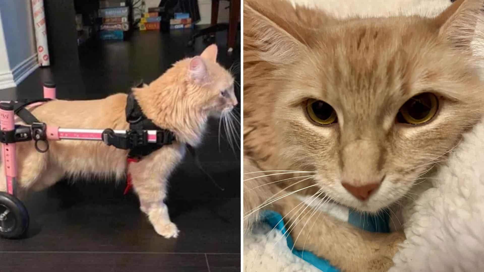 Shrimp the Paralyzed Cat Still Believes Someone Will Love Her