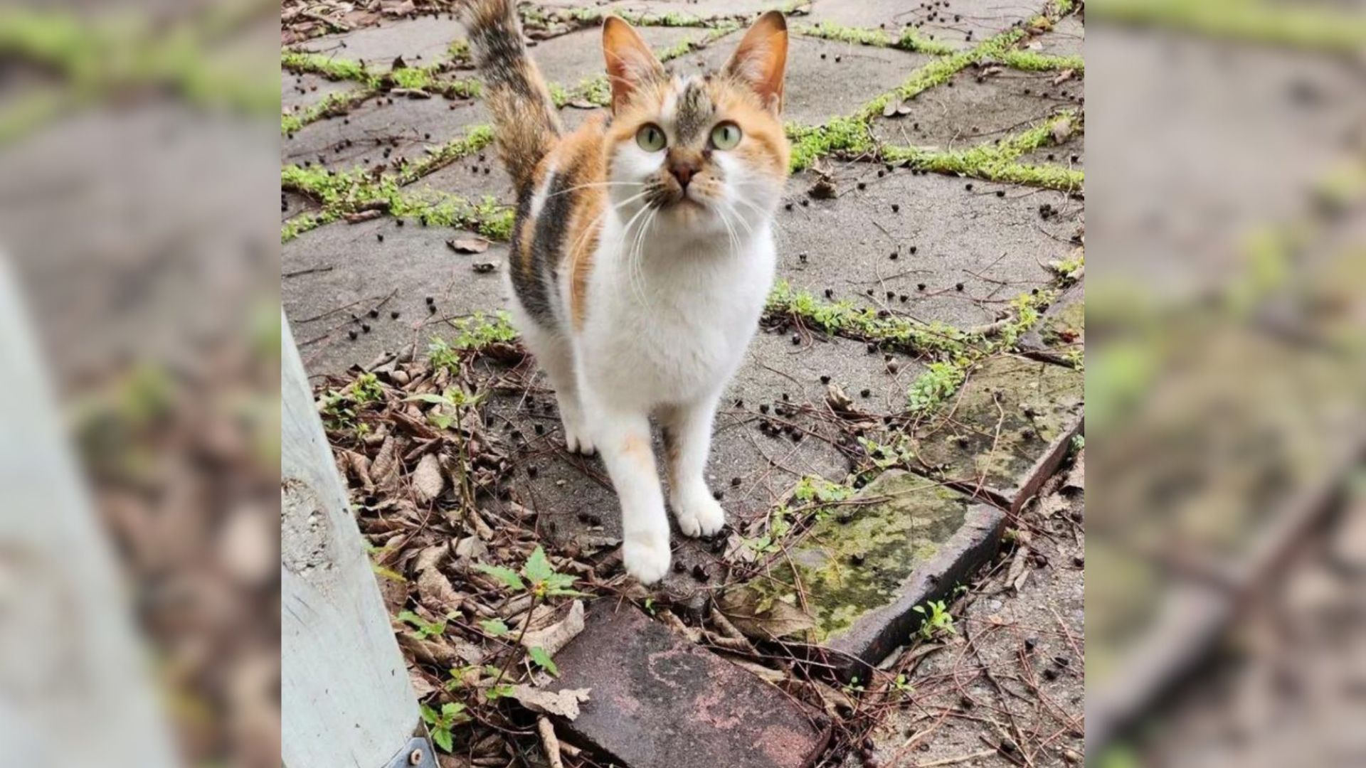 Nashville Store Owner Notices Stray Cat And Learns Her Painful Truth