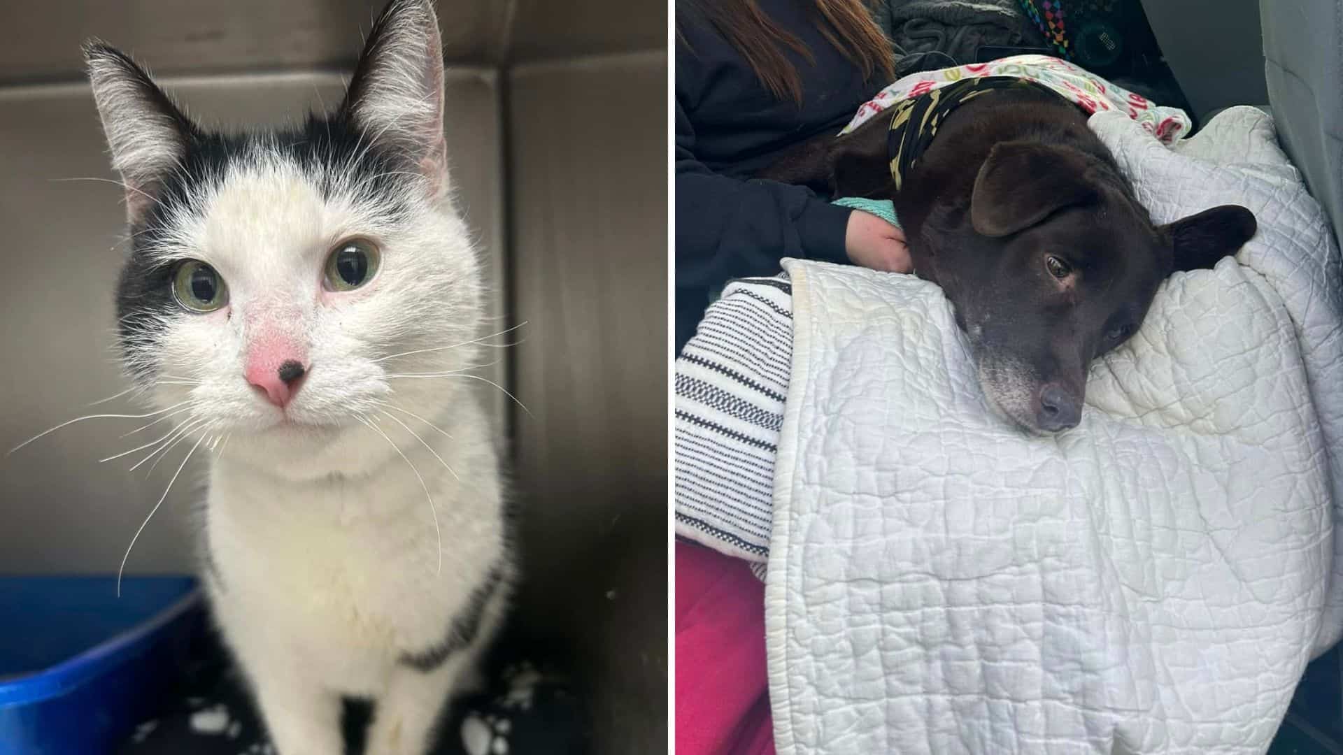 Cat Found Freezing Inside Gas Station Freezer Breaks Rescuers’ Hearts