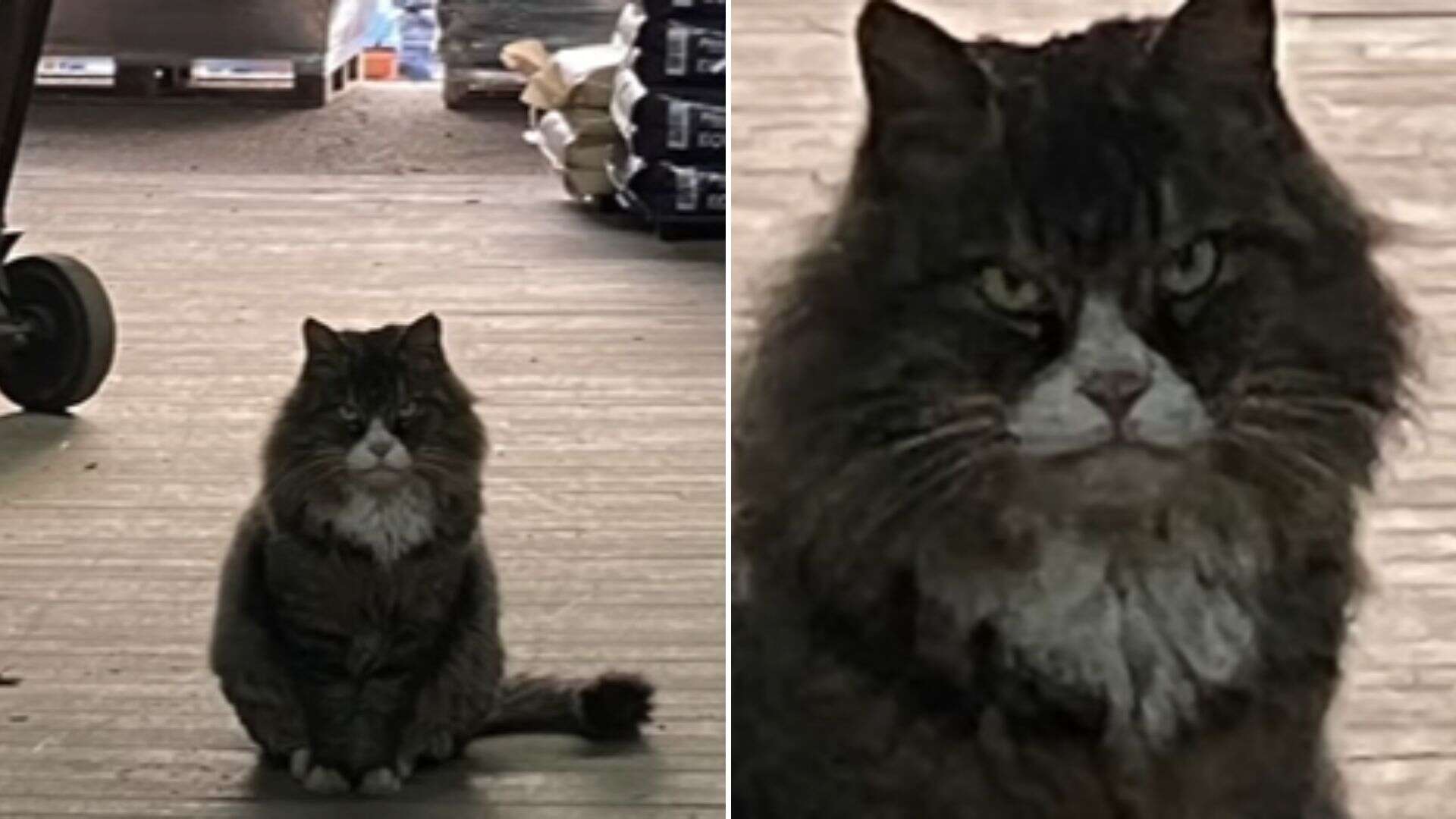 Scary-Looking Street Cat Turns Out To Be A Heartbroken Soul Searching ...