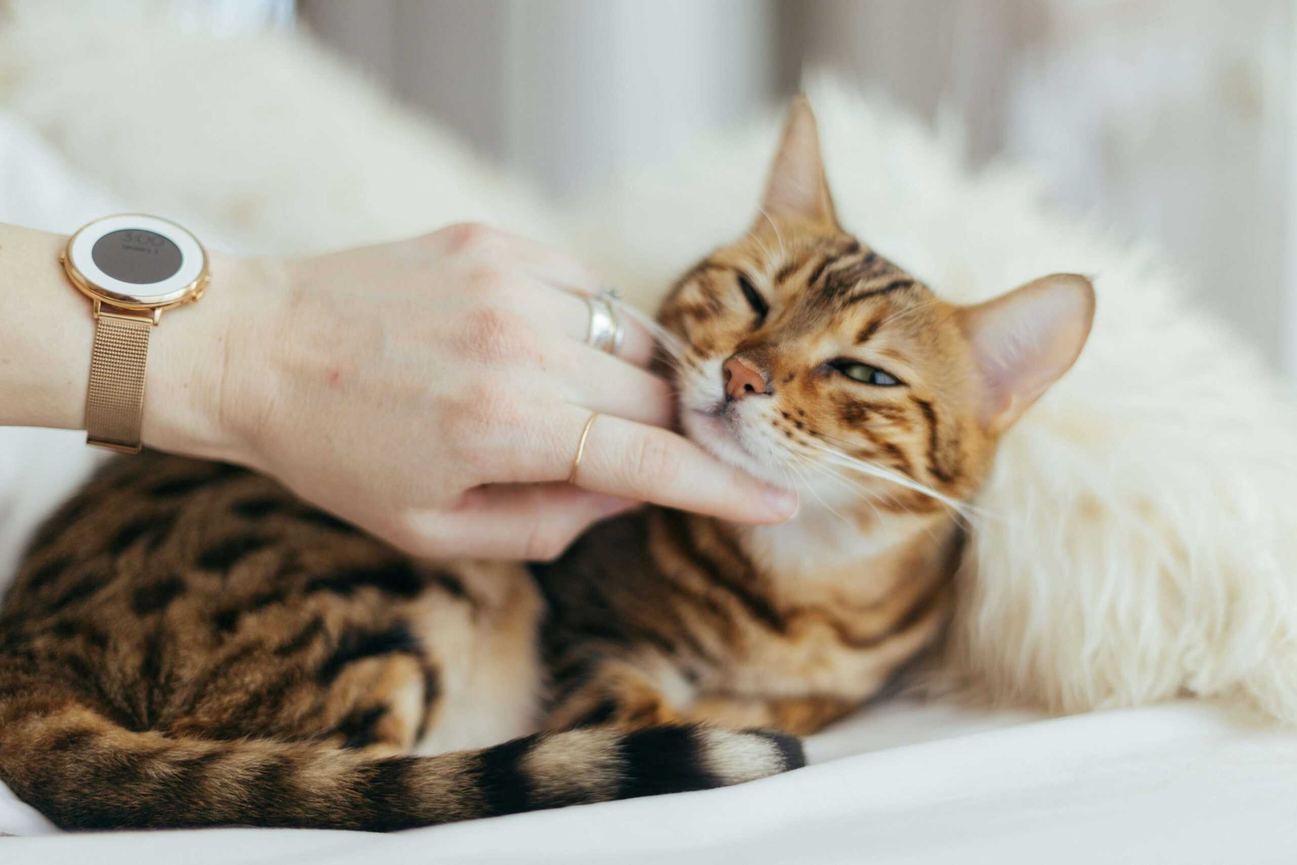 Why Cats Throw Up Undigested Food and What It Means for Their Health