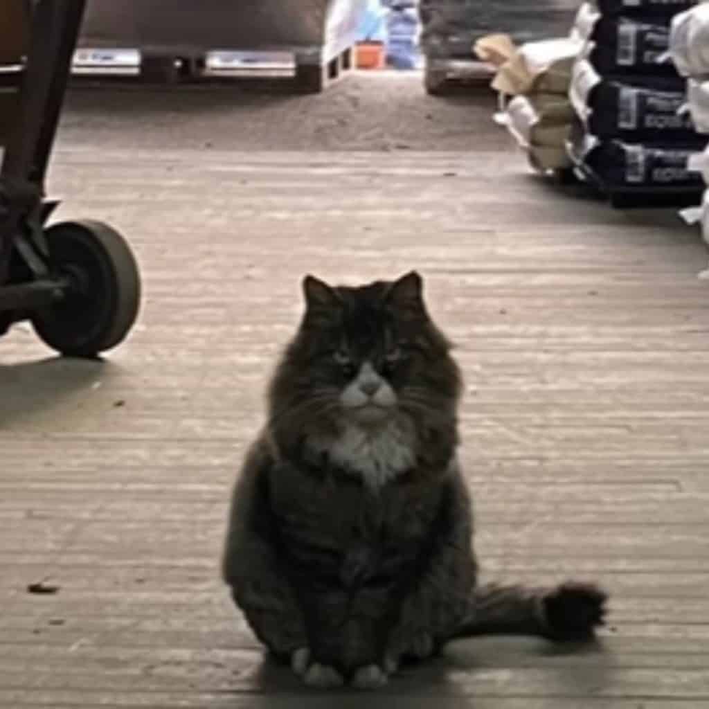 Scary-Looking Street Cat Turns Out To Be A Heartbroken Soul Searching ...
