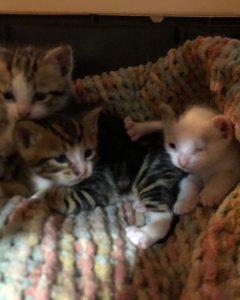 Three Kittens Were Found Crying In A Bear’s Den Without Their Mother
