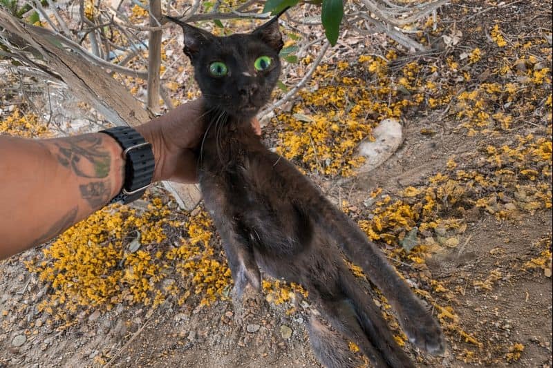 Three Legged Cat Lay Rotting On The Street Until Someone Finally Stopped