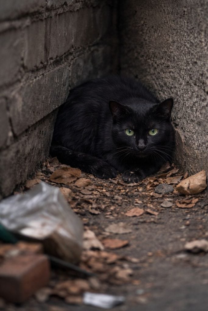 Starving Black Cat Ran From Every Human Until Love Finally Won