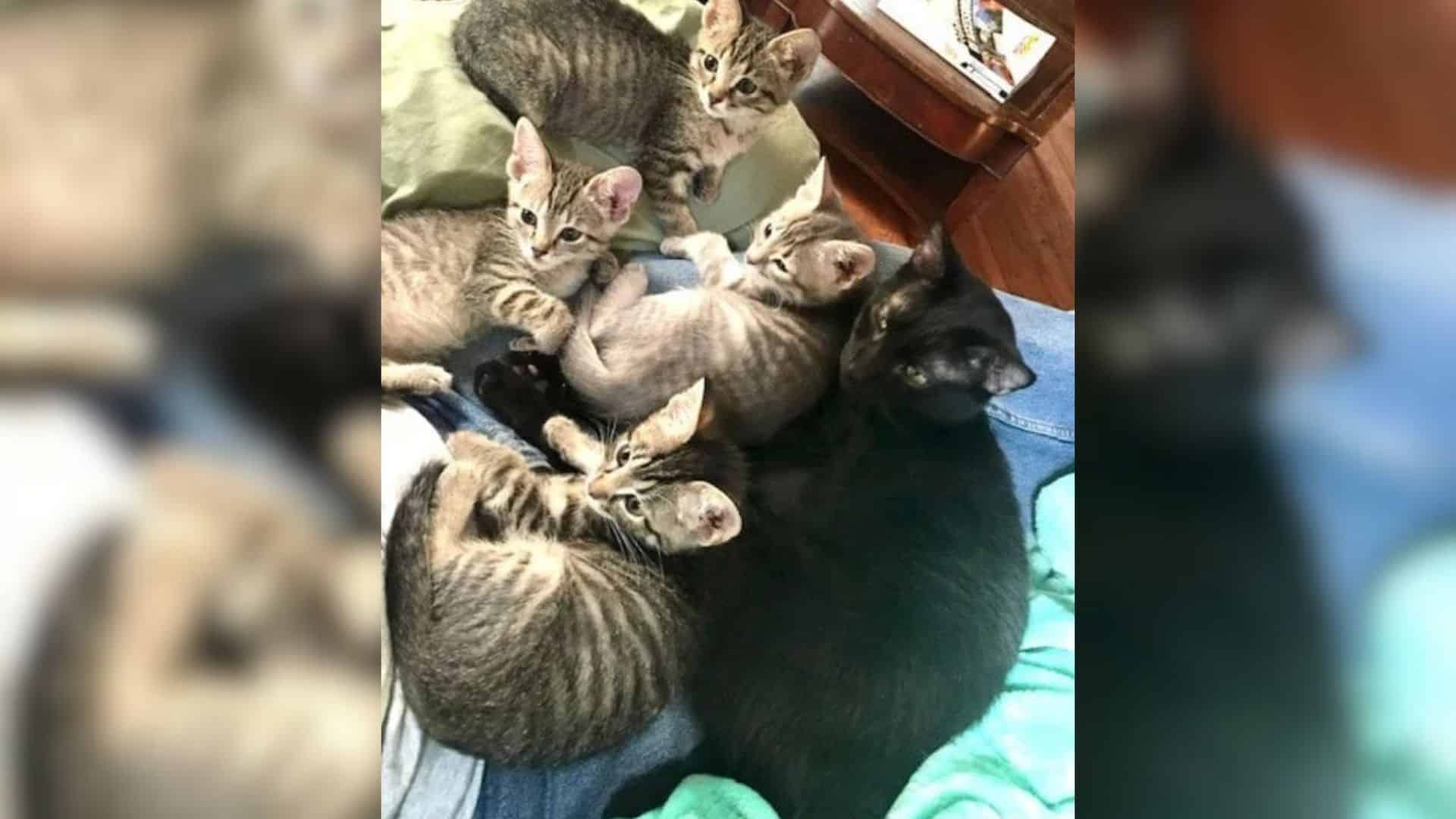 Wobbly Cat With Special Needs Turns Into a Loving Foster Dad for Tiny ...
