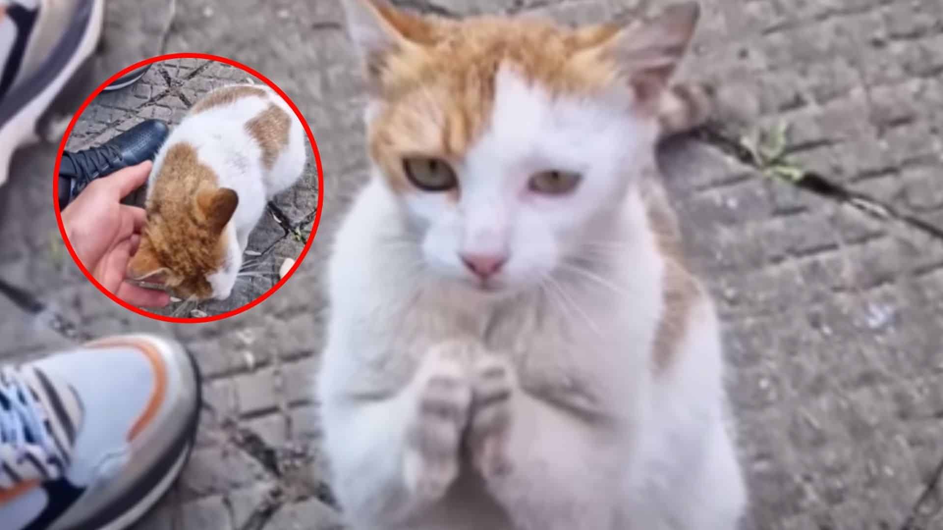 Stray Cat Sat On Busy Street As If Begging The World For Mercy