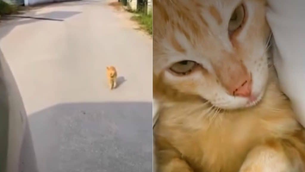 Stray Ginger Cat Ran After A Car And Changed Everything