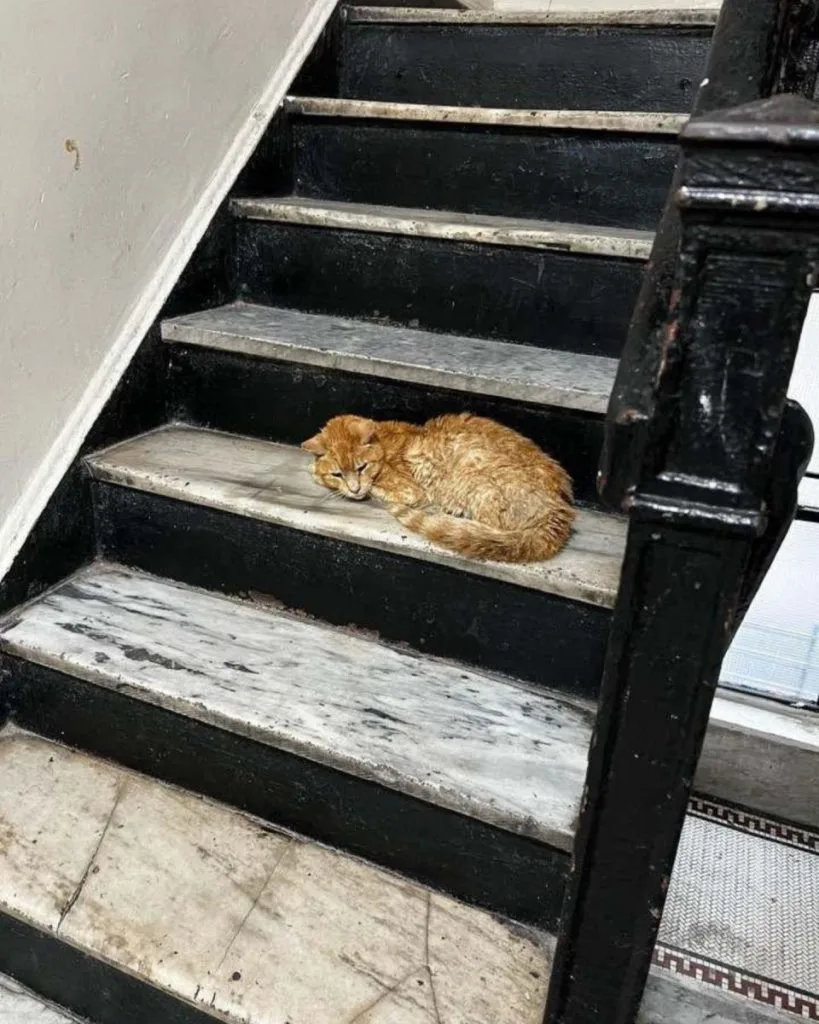 Abandoned Senior Cat Waited Quietly Hoping Someone Would Care