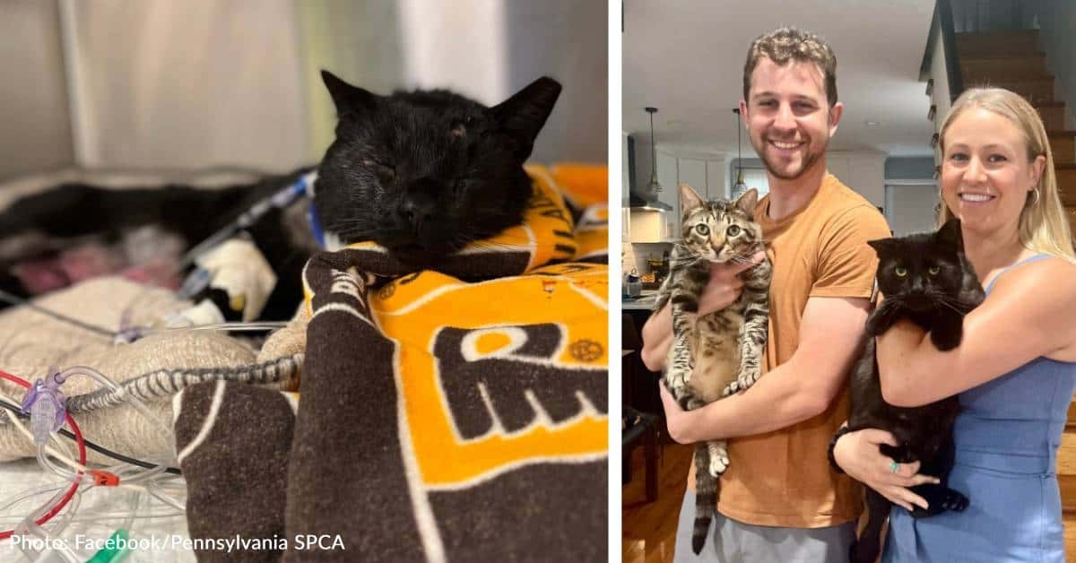 Cat Survived A Brutal Attack And Found A Forever Home With The Vet Who ...