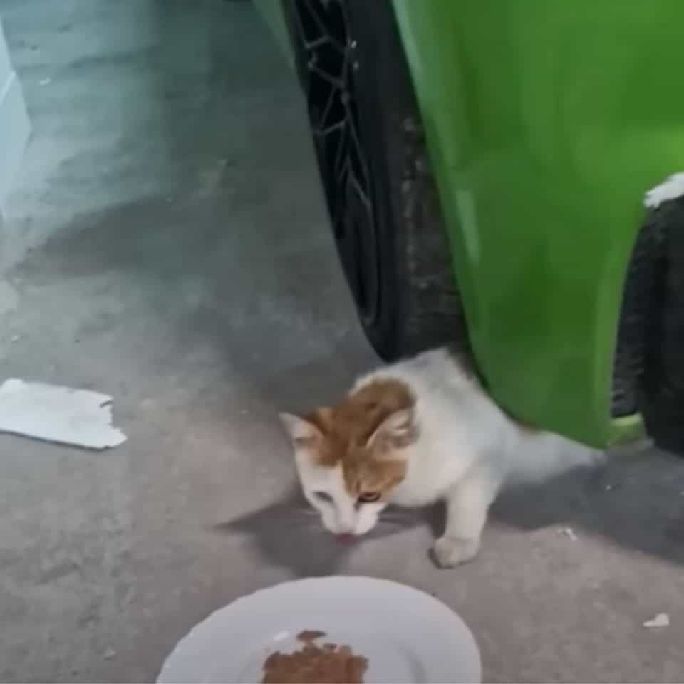 Stray Cat Sat On Busy Street As If Begging The World For Mercy