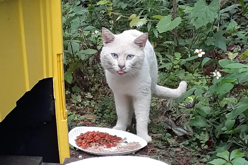 Homeless Singing Cat Walks Into A Life He Never Knew Existed