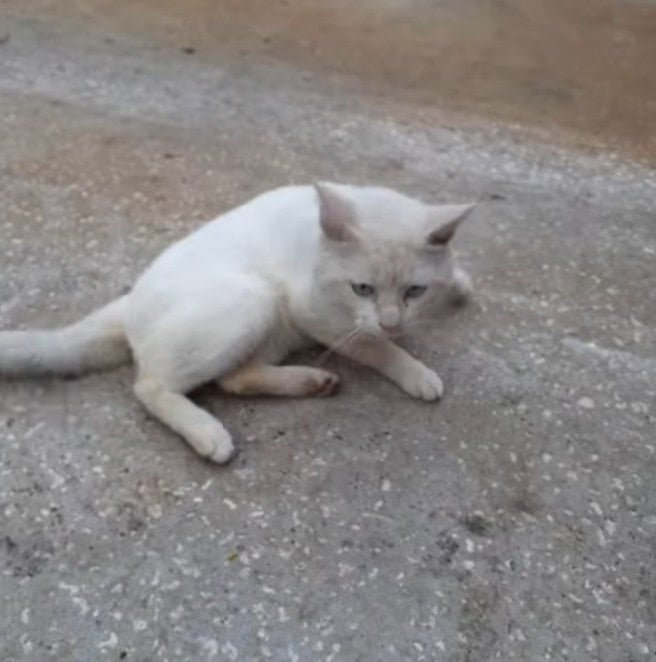 Homeless Singing Cat Walks Into A Life He Never Knew Existed