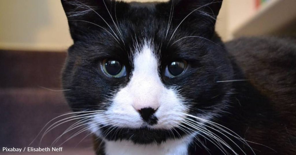 Abandoned Tuxedo Cat Suffers Years of Loss Before Finding a Real Home