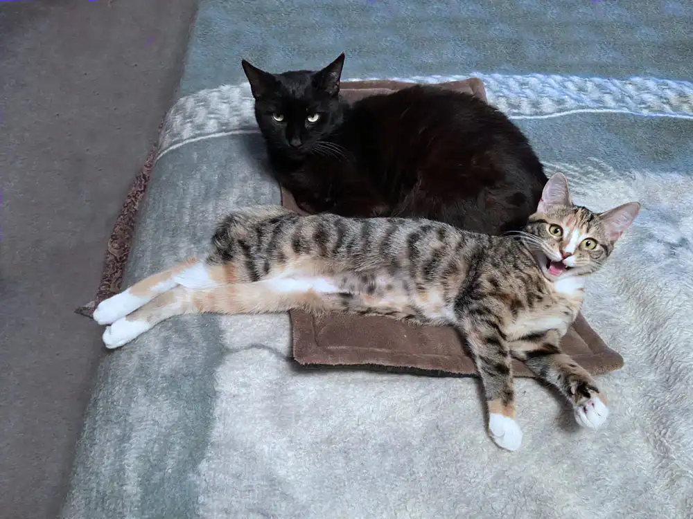 Starving Black Cat Ran From Every Human Until Love Finally Won