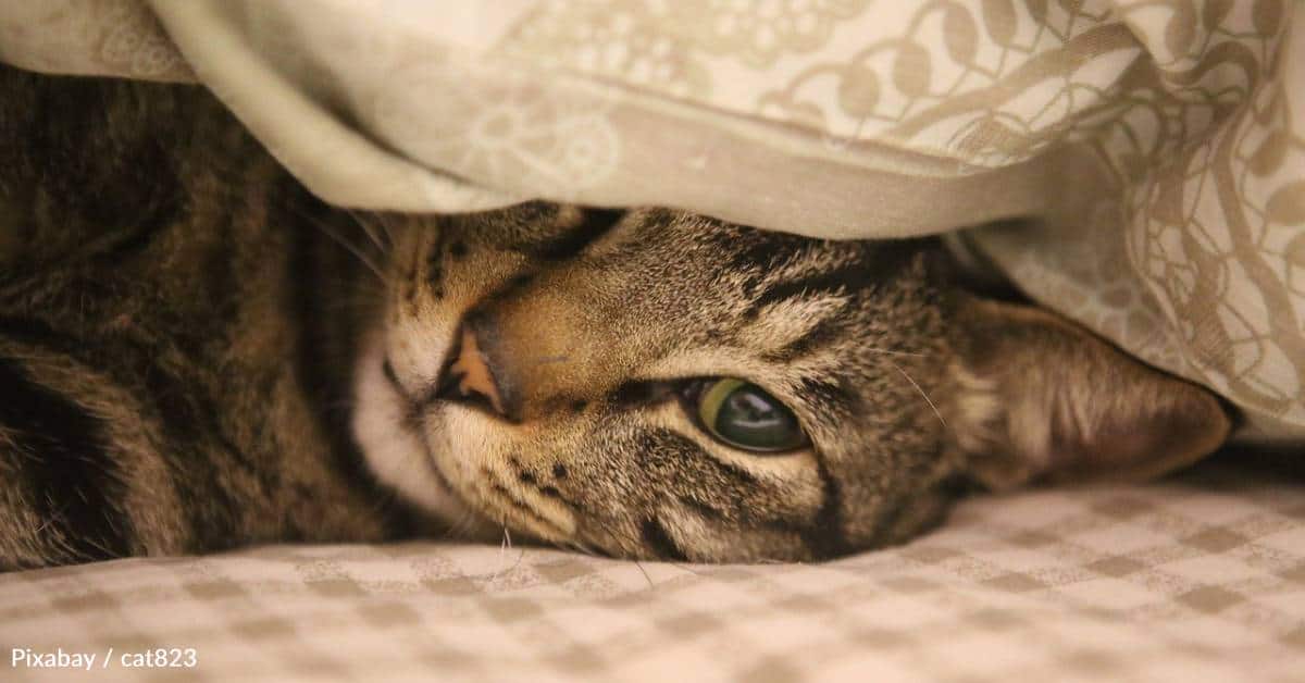 Shelter Cat Hides in a Pillowcase Until One Volunteer Changes Her Life ...
