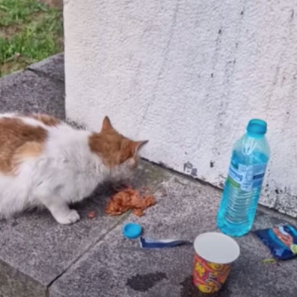 Stray Cat Sat On Busy Street As If Begging The World For Mercy